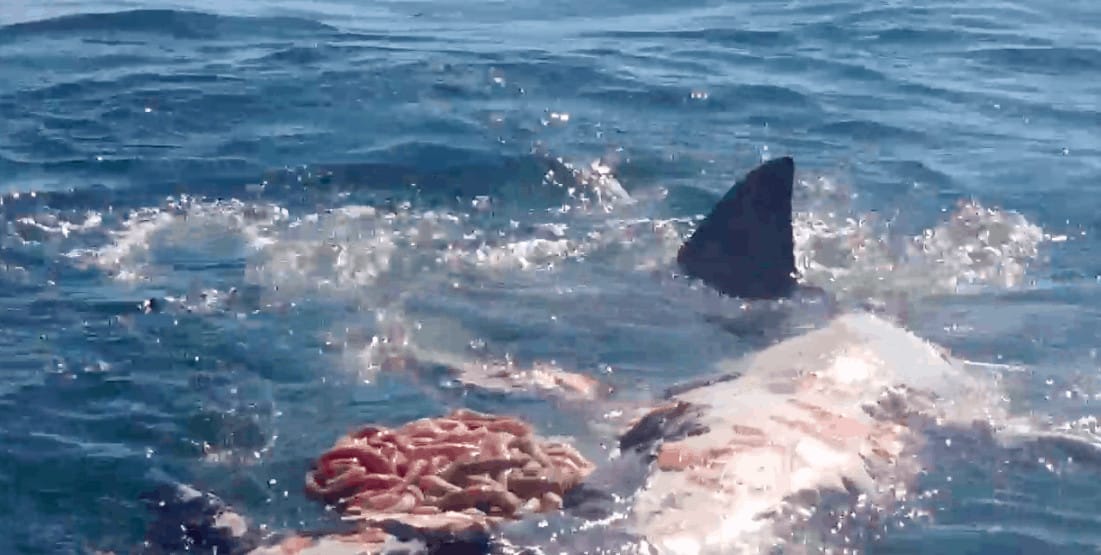 Cape Cod Shark | The New Reality | Platinum Pebble Boutique Inn