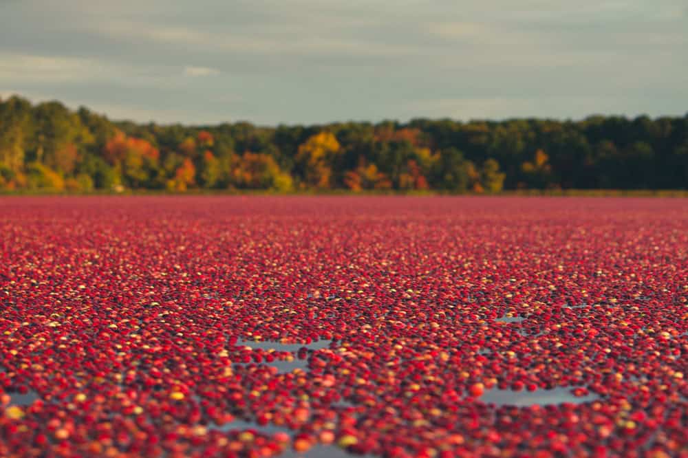 Best Cranberry Bogs on Cape Cod | Enjoy Fall Getaways 2025